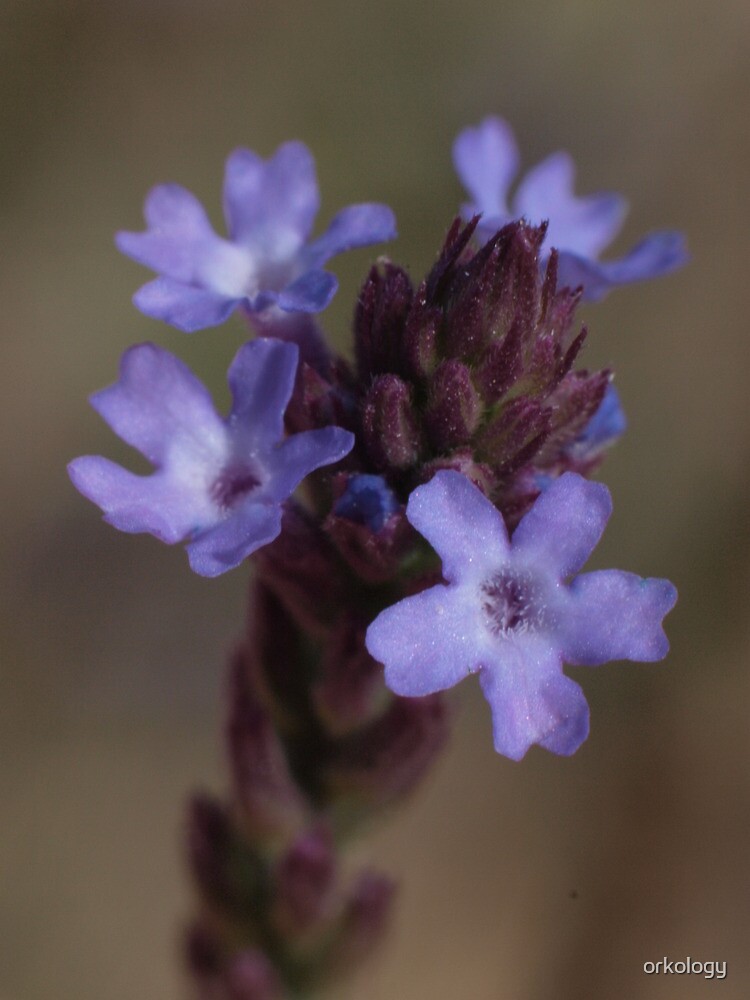 "Flower details of Verbena officinalis, vervain or common verbena" by ...