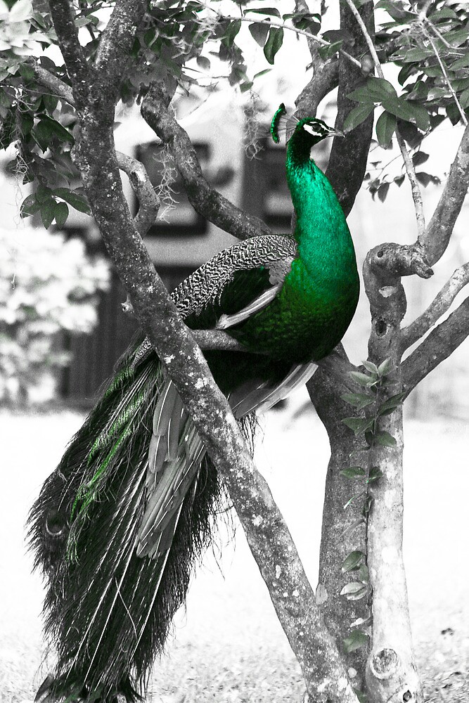 "Emerald Green Feathers" by Karen Kaleta | Redbubble