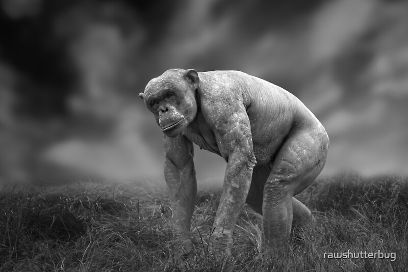 "Jambo The Hairless Chimpanzee" by rawshutterbug | Redbubble