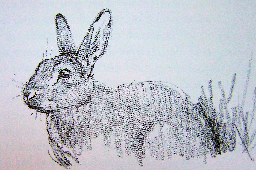"Rabbit Field Sketch" by leunig | Redbubble