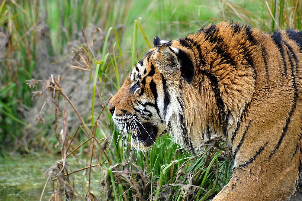 "Tiger At The Orana Wildlife Park. Christchurch, South Island, New ...