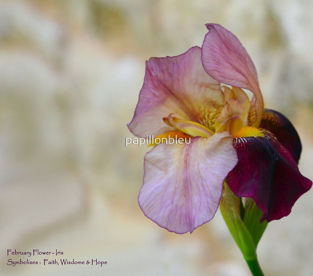 "Iris - February Birth Flower" by papillonbleu | Redbubble