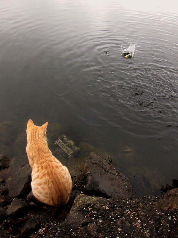 "ginger cat - Grand Bassin sacred lake, Mauritius" by Mark Whitehouse ...