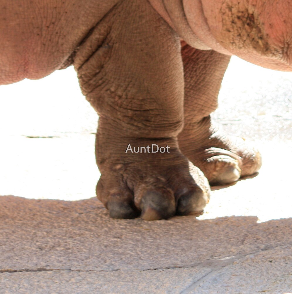 "Feet Of A Happy Hippo" by AuntDot | Redbubble