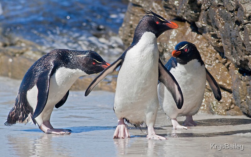 "The Rocky Horror Show (Rockhopper Penguins, Falklands)" by Krys Bailey ...