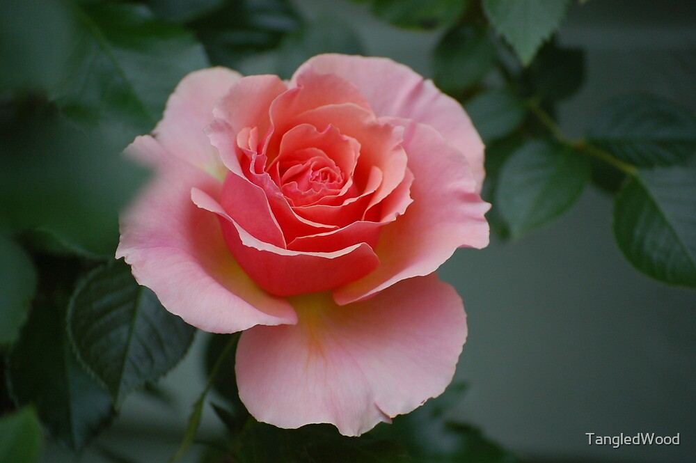 "Pink Rose Bud Sweetheart Rose" by TangledWood | Redbubble