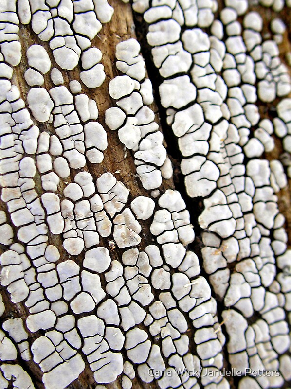 "Ceramic Clay Fungi" by Carla Wick/Jandelle Petters | Redbubble