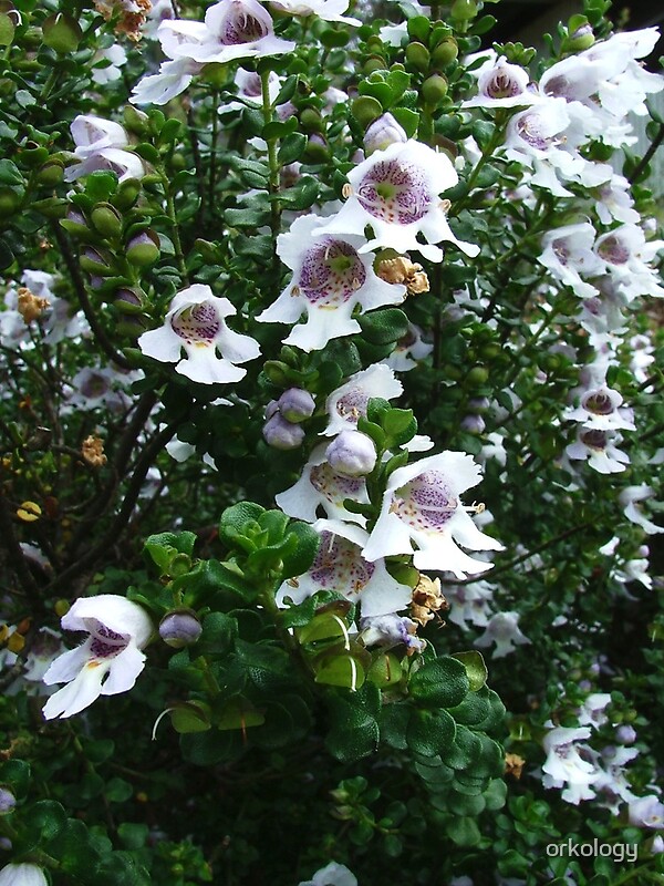 "Alpine Mint Bush, Prostanthera cuneata" by orkology | Redbubble