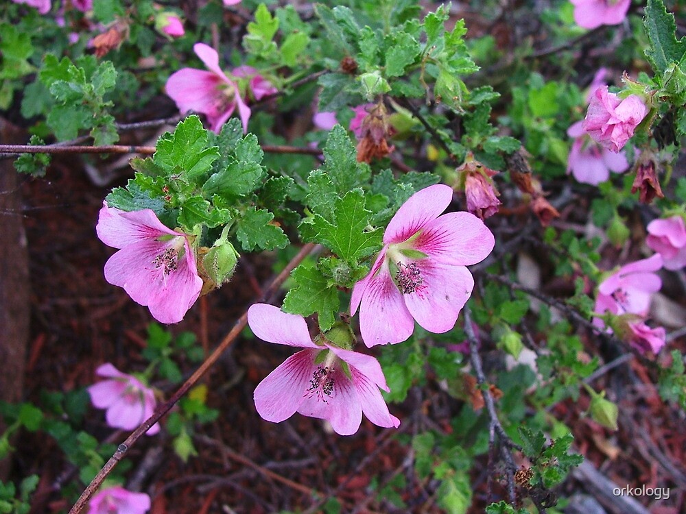 "Anisodontea capensis" by orkology | Redbubble