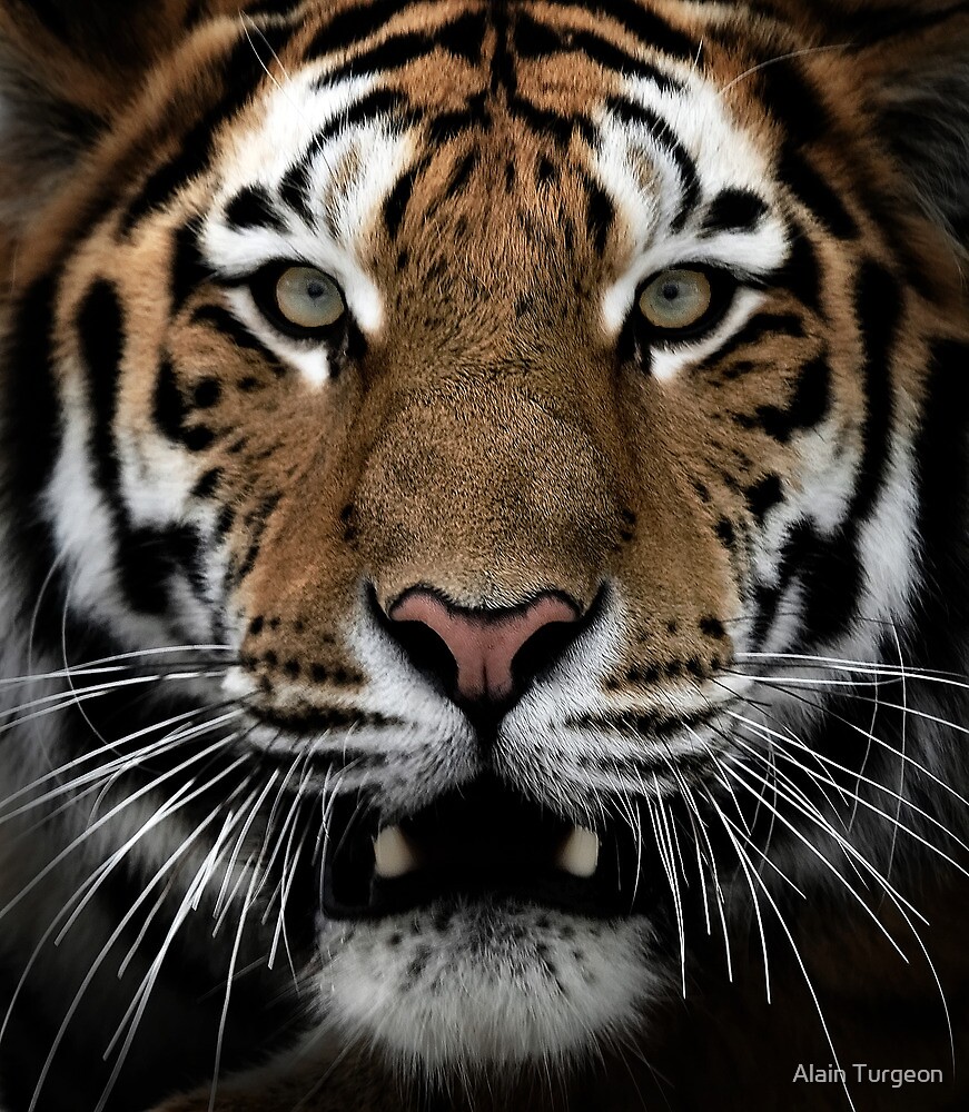 "Siberian Tiger" by Alain Turgeon | Redbubble