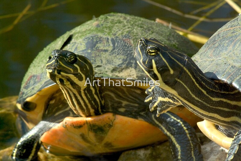 ""Sticking Their Necks Out" - red-bellied turtles" by ArtThatSmiles ...