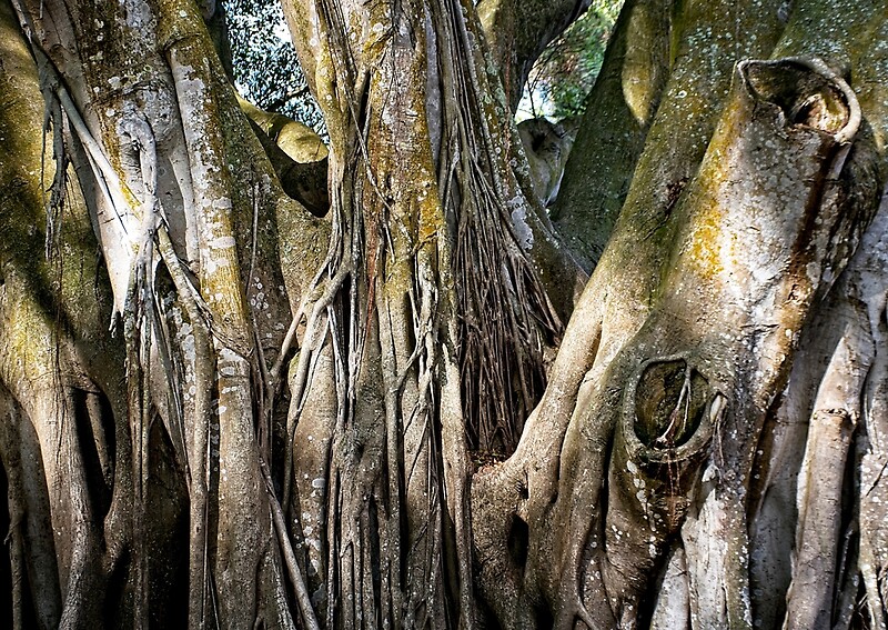 "Shadows and Light in the Banyan Trees" by John Kapusta | Redbubble