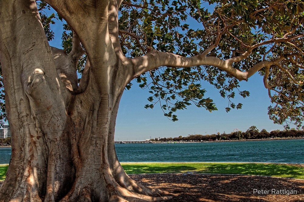 «Old Moreton Bay Fig - Mandurah» de Peter Rattigan | Redbubble