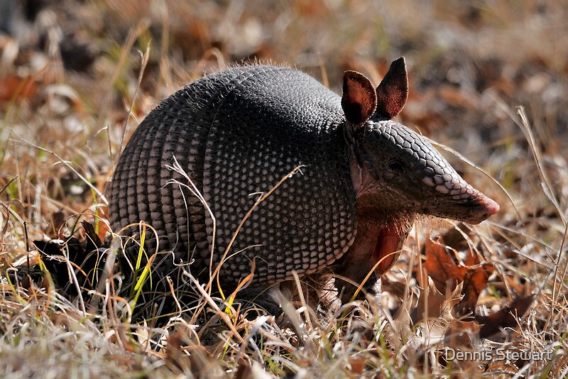 "Texas Armadillo" by Dennis Stewart | Redbubble