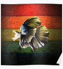 Betta Fish: Posters | Redbubble