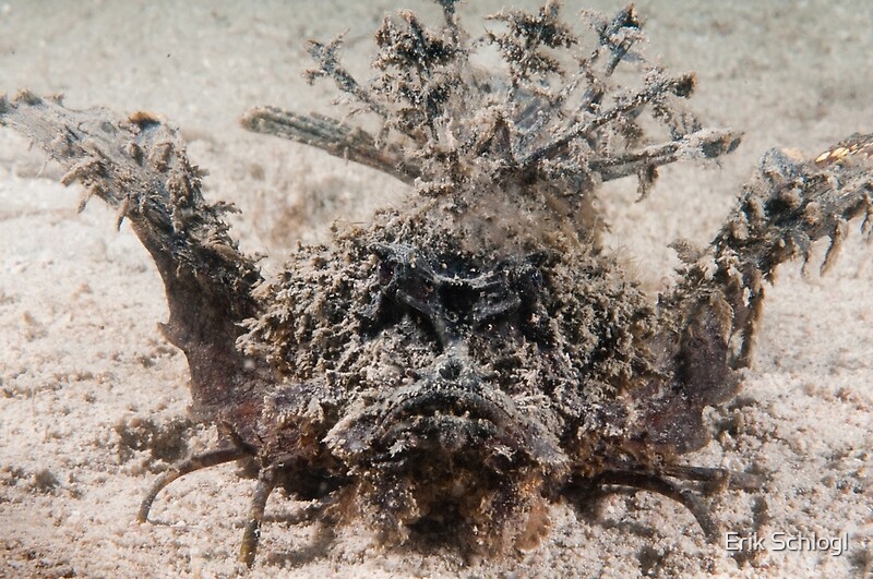 "Spiny Devilfish, Bootless Bay, Papua New Guinea" by Erik Schlogl ...