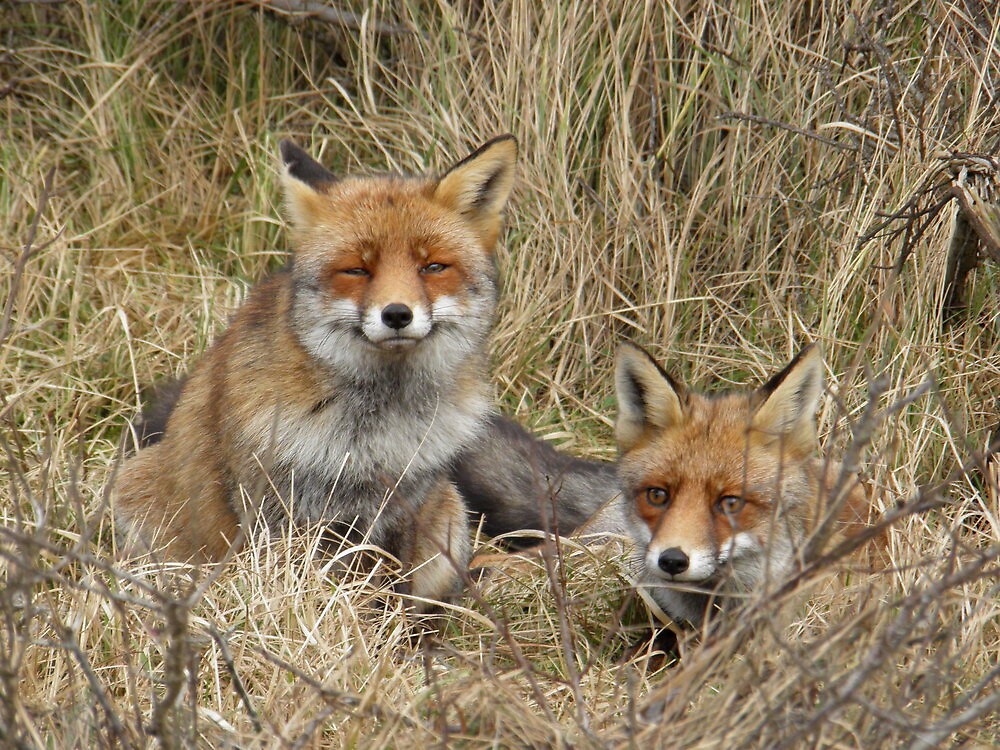 "Two foxes" by angeljootje | Redbubble