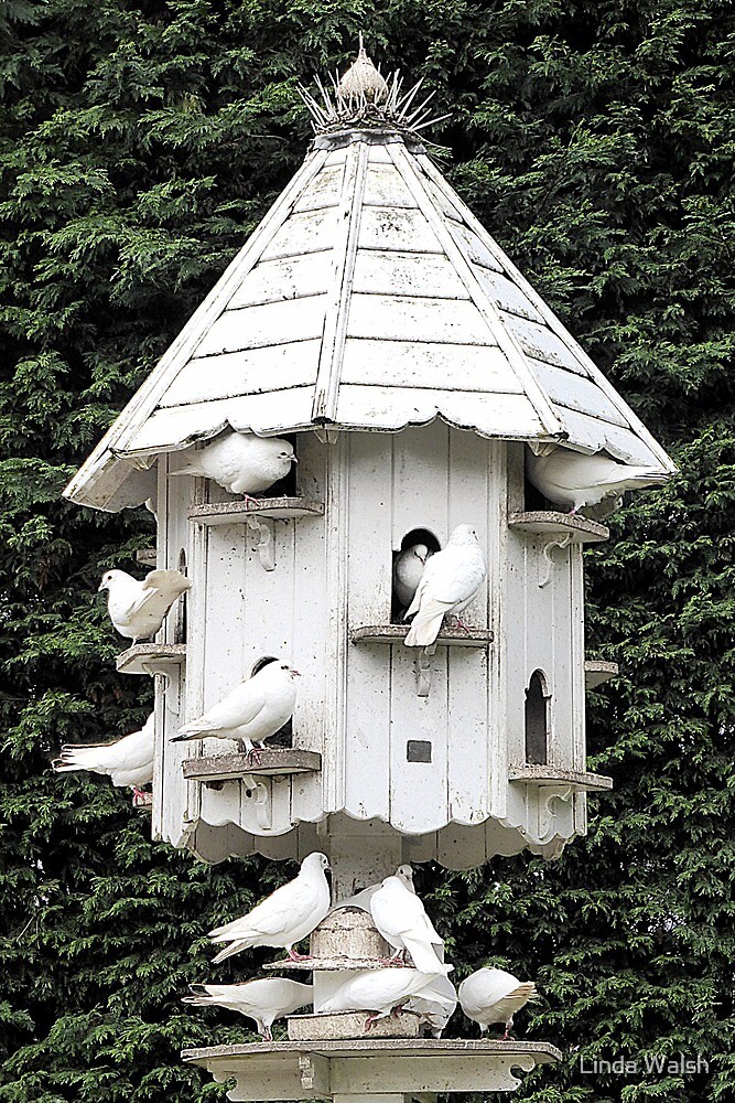 "A Dove House" by Linda Walsh | Redbubble