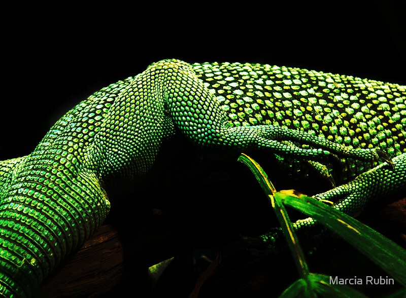 "Lizard Skin" by Marcia Rubin | Redbubble