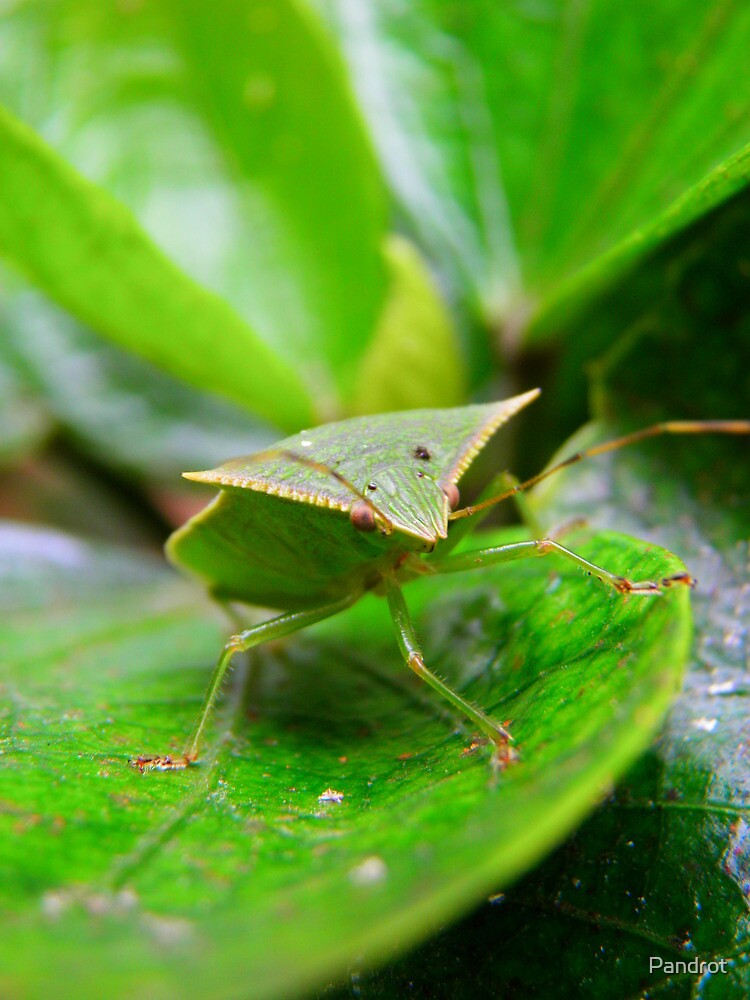 "Loxa Flavicollis (Stink Bug)" by Pandrot | Redbubble