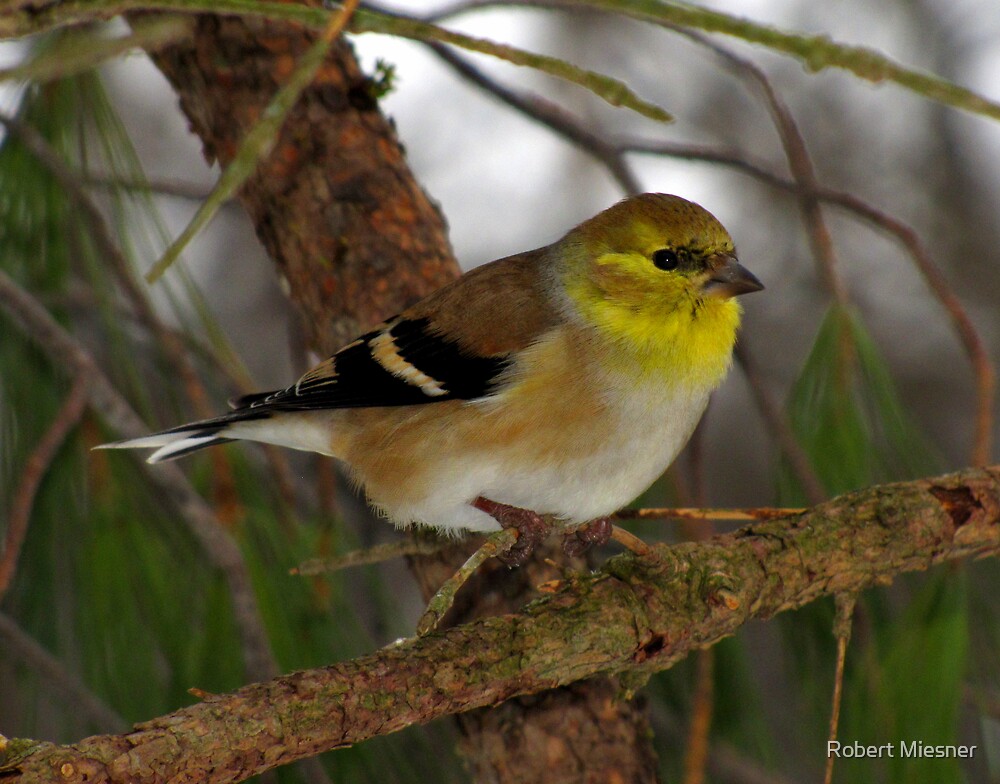 "A Sign of Spring, Yeah!!!" by Robert Miesner | Redbubble