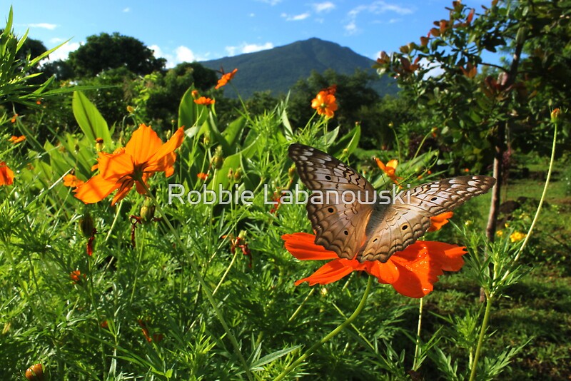 "Butterfly Volcano" by Robbie Labanowski | Redbubble