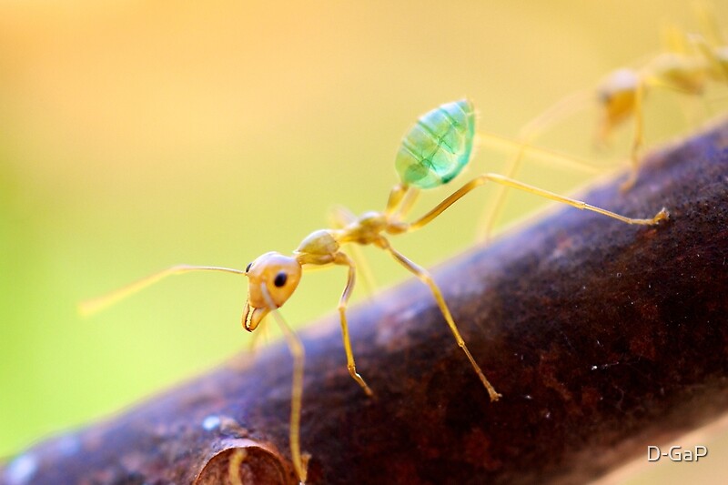 "Green Ant" by D-GaP | Redbubble