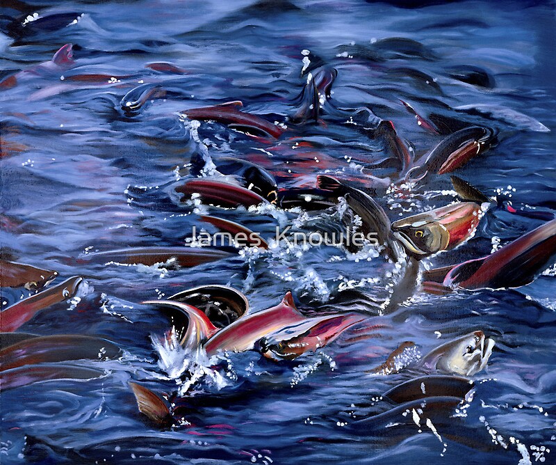 ""Spawning" - oil painting of salmon spawning" by James Knowles | Redbubble