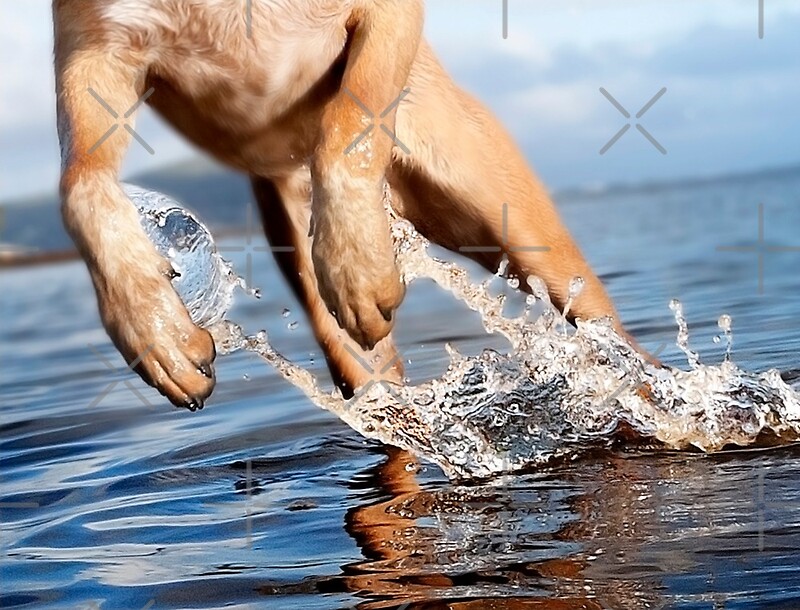 "Aqua Paws" by Alex Preiss | Redbubble