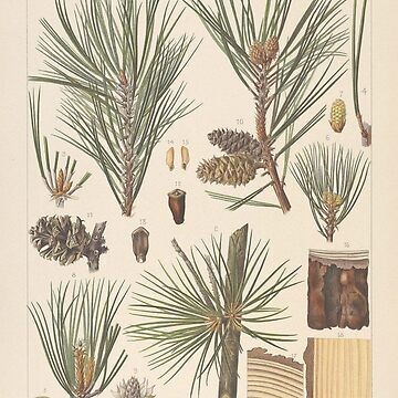 "Botanical Pine" Sticker for Sale by bluespecsstudio | Redbubble