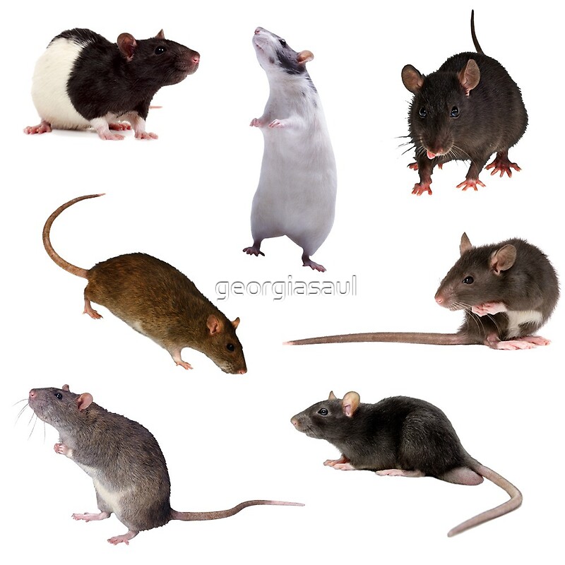 "rat sticker sheet" by georgiasaul | Redbubble
