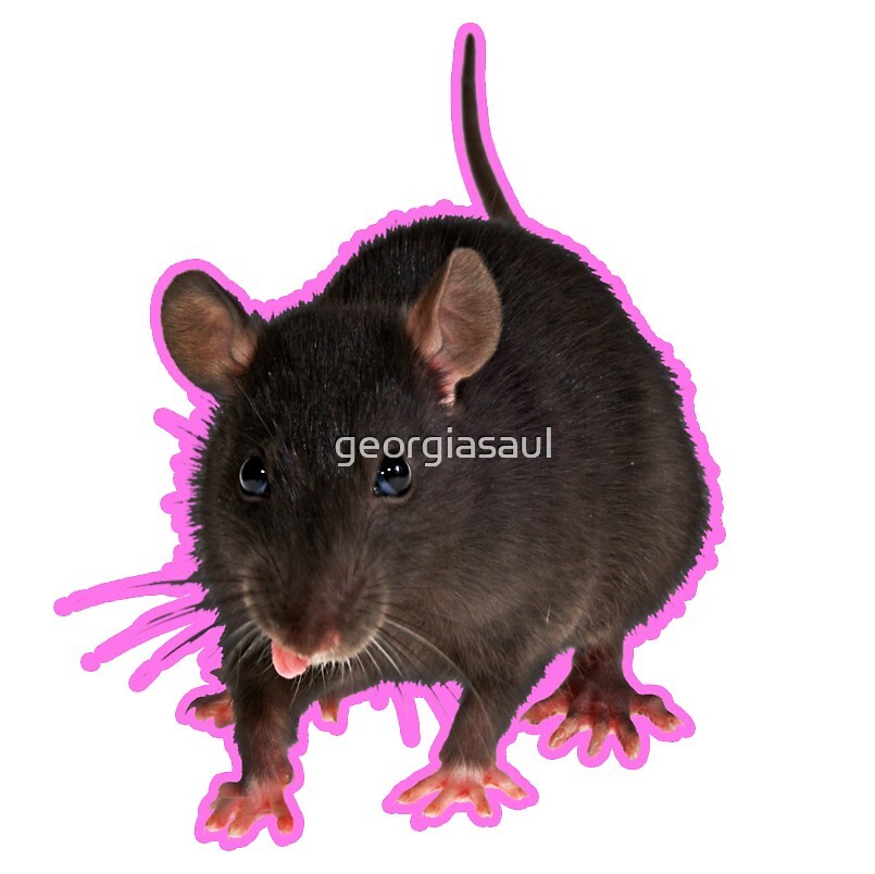 "rat sticker 1" by georgiasaul | Redbubble