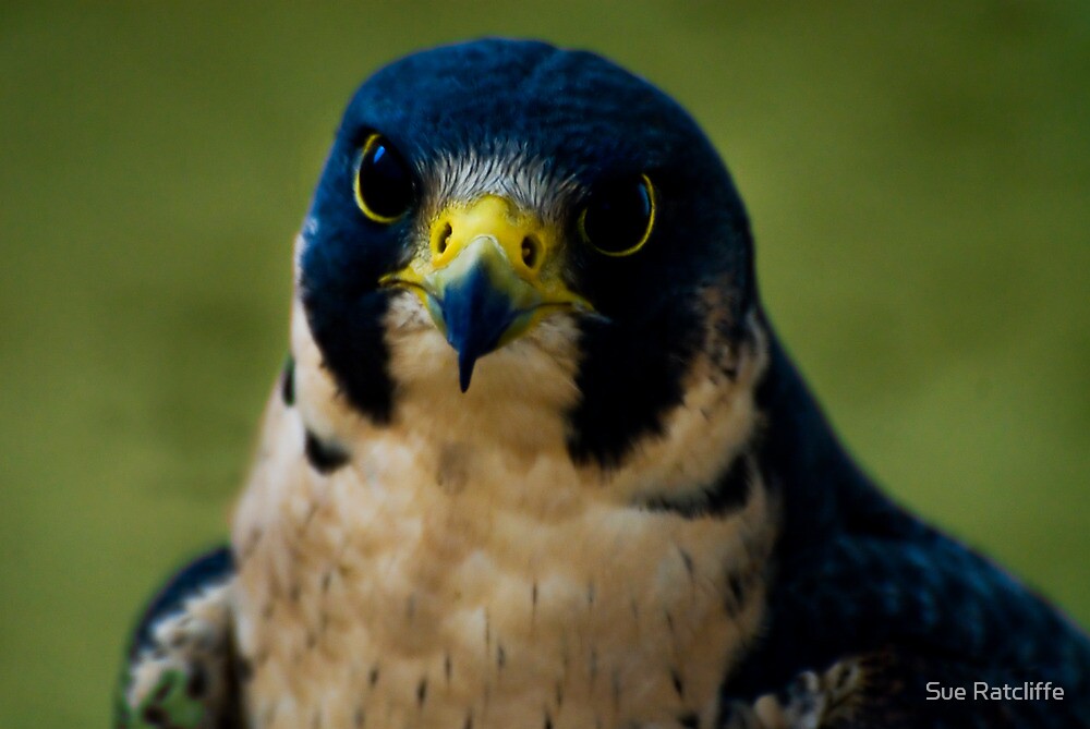 "Peregrine Falcon" by Sue Ratcliffe | Redbubble