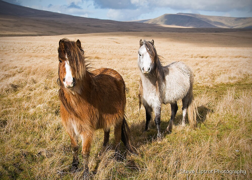 "Welsh Mountain Ponies in the Brecon Beacons" by Steve Liptrot ...