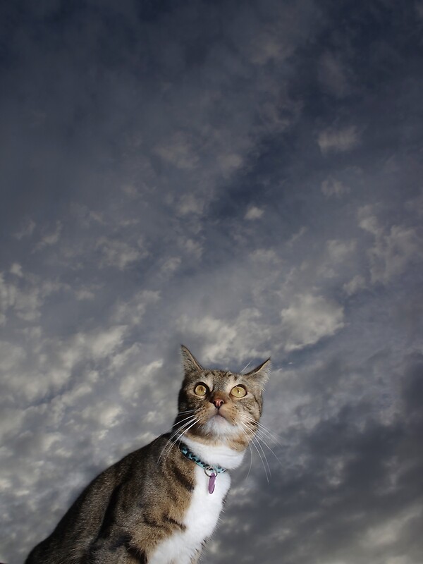 "Tabby cat at sunset" by turniptowers | Redbubble