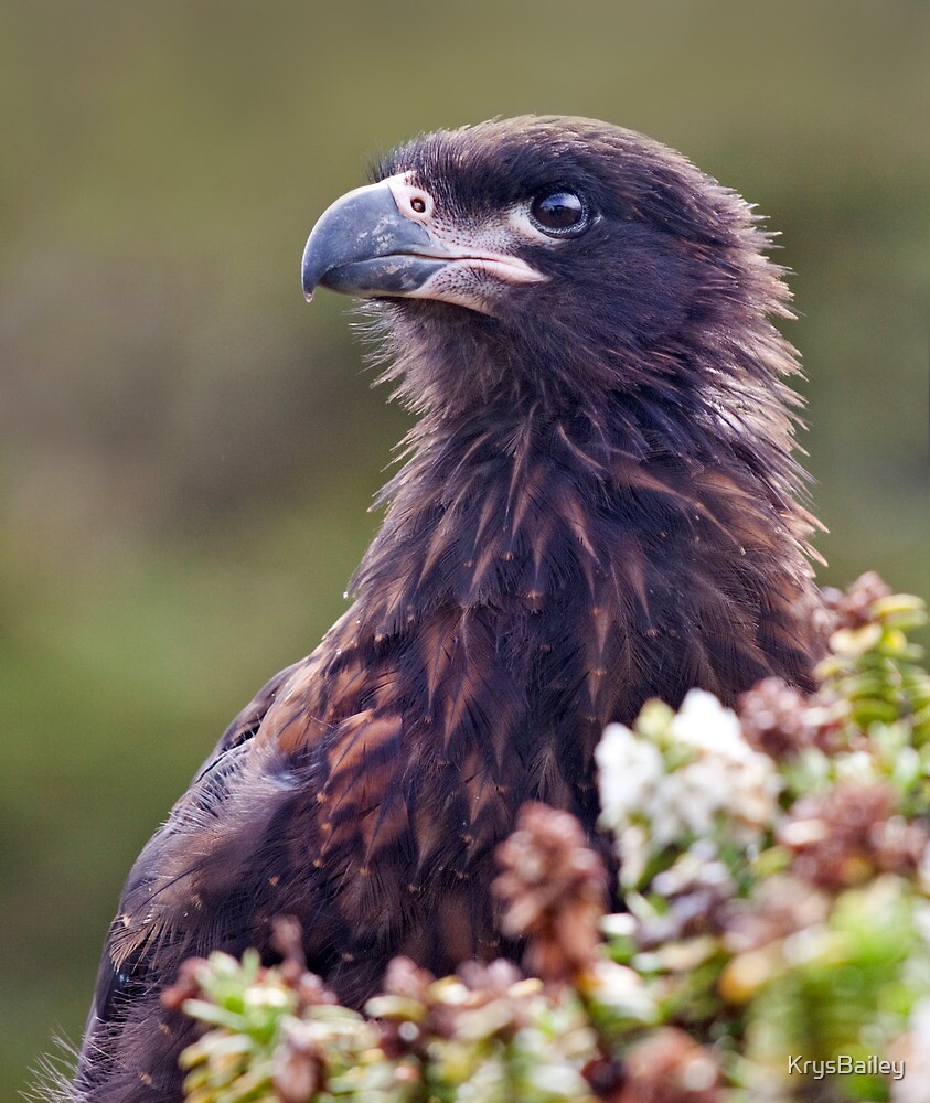 "Johnny Rook" by Krys Bailey | Redbubble