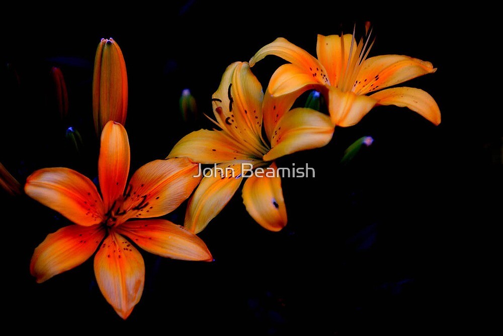 "Tigers" by John Beamish | Redbubble