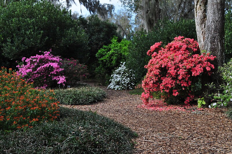 "Azaleas in Bloom, Bok Tower Gardens, Lake Wales, Florida" by scw1217 ...