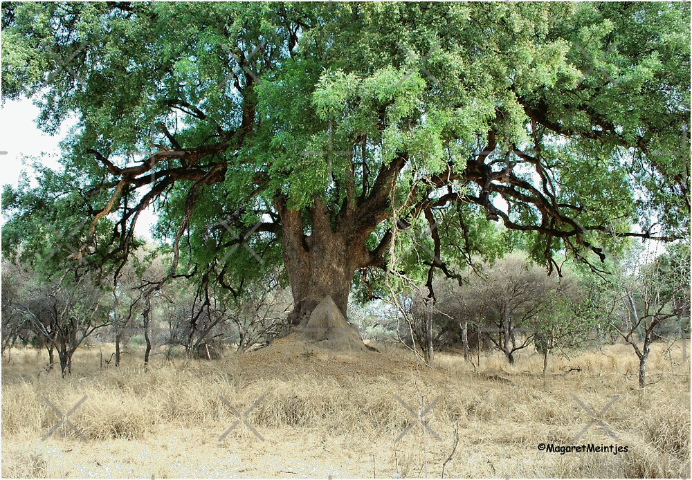 "NYALA TREE - Xanthocercis zambesiaca (Njalaboom)" by Magriet Meintjes ...