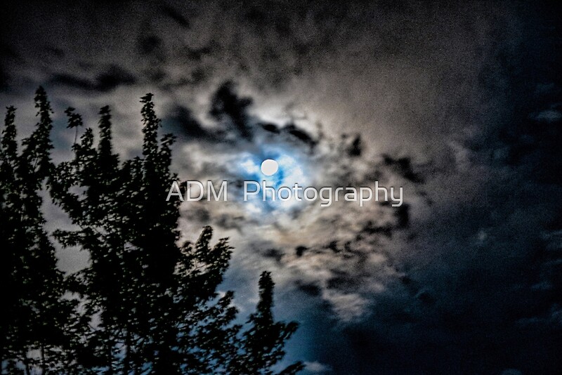 "Moonlit Trees" by ADM Photography | Redbubble