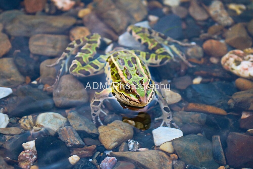 "Leopard Frog" by ADM Photography | Redbubble