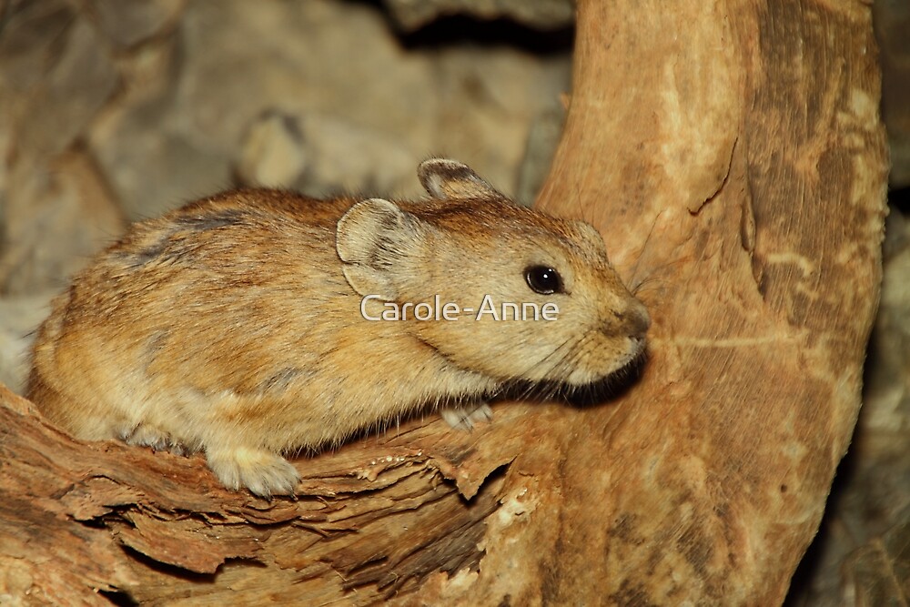 "Gerbil in the Wild, Mongolia" by Carole-Anne | Redbubble