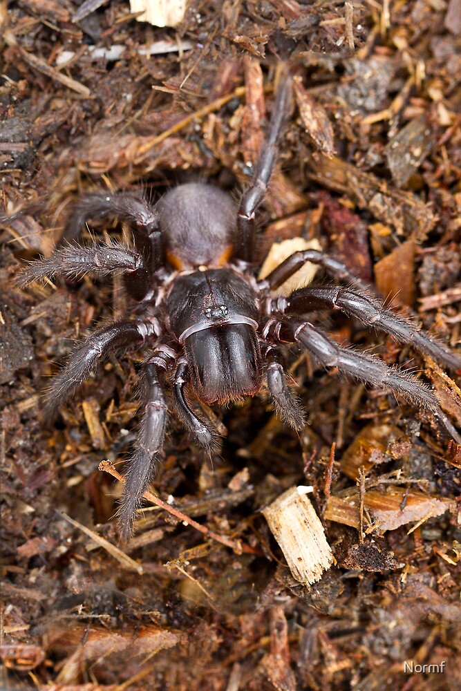 "Funnel-Web Spider (Female)" by Normf | Redbubble