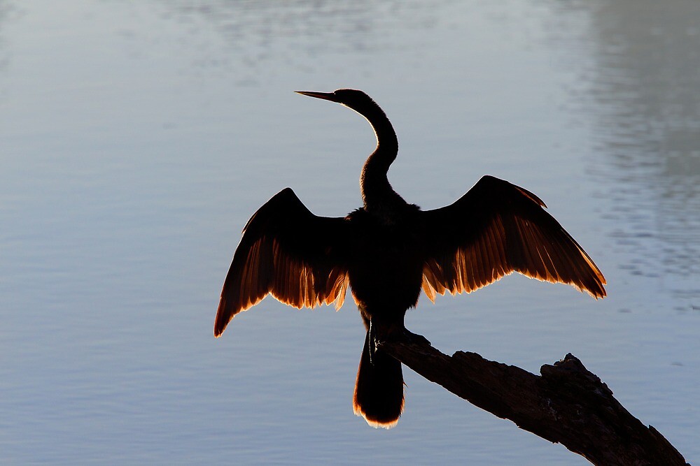 "Anhinga drying wings silhouette." by Daniel Cadieux | Redbubble