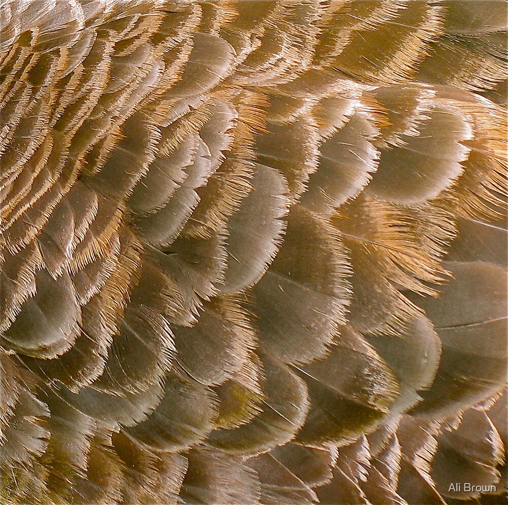 "Feather Shells..." by Alison Brown | Redbubble