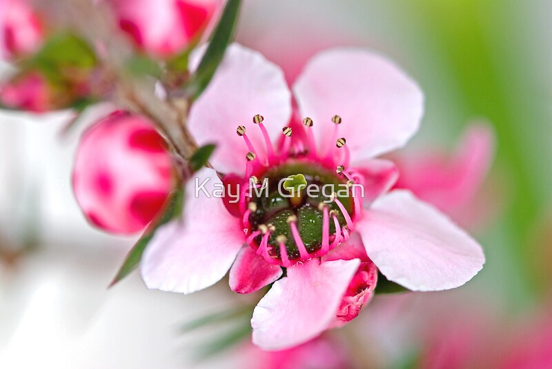 "Manuka Flower - New Zealand Native" by Kay M Gregan | Redbubble