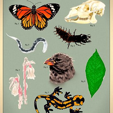 "UIUC IBH Merch Design" Sticker for Sale by Nicole West | Redbubble