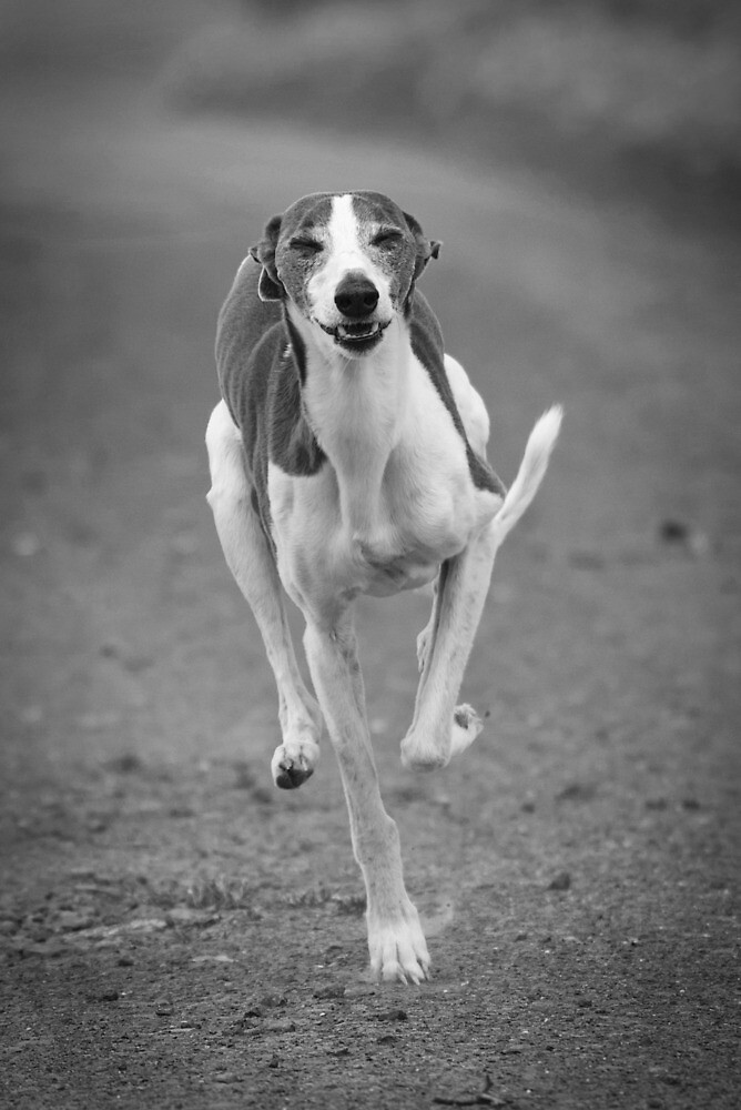 "Run Whippet Run" by Vicki Johnson | Redbubble