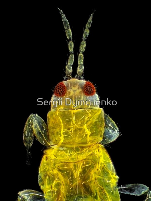 "Thrips under the microscope" by Sergii Dymchenko | Redbubble