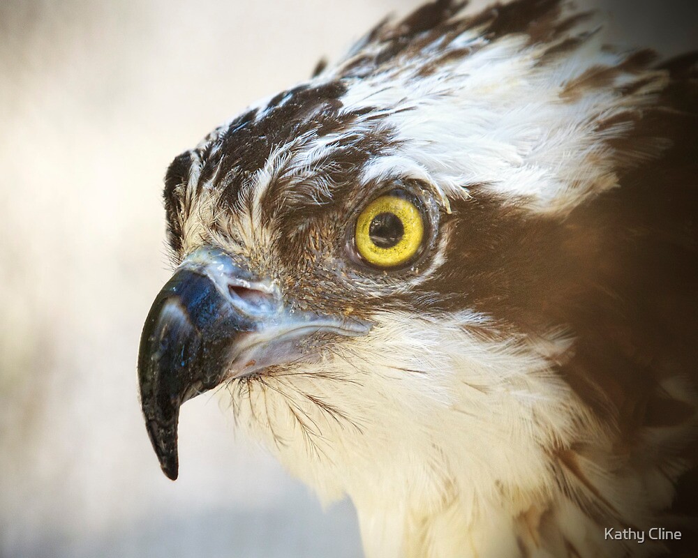 "Face of Osprey" by Kathy Cline | Redbubble